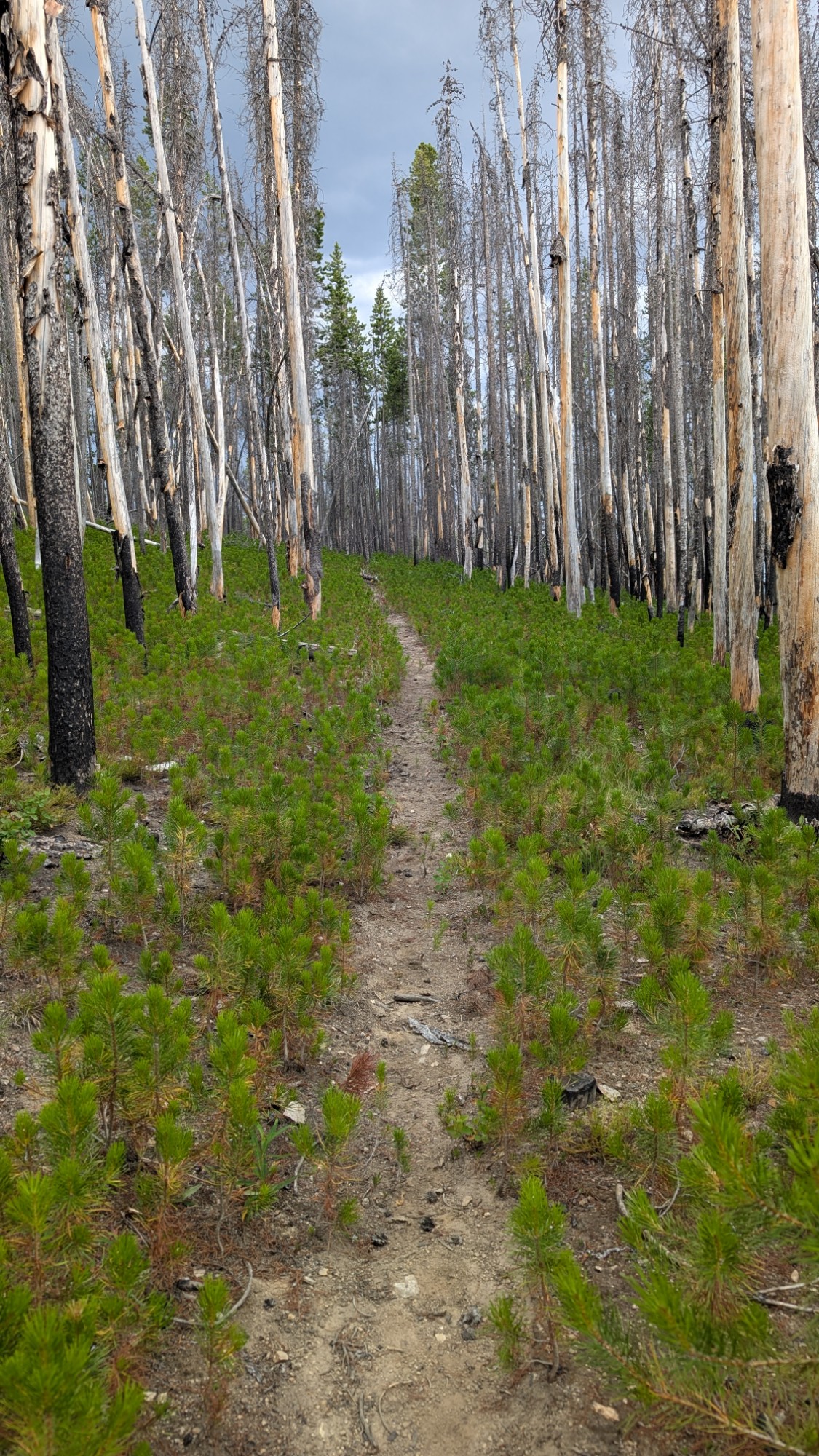 Day 80: Nice Trails in Dead Forests – Ramblin' Recon
